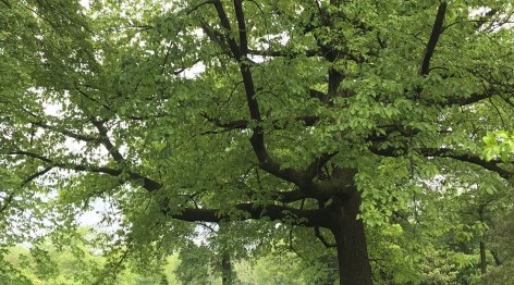Chestnut Oak | Tower Grove Park
