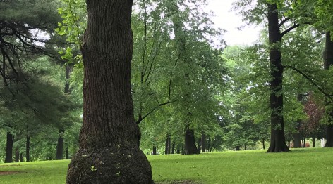 Tuliptree | Tower Grove Park