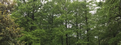 Piper Palm House | Tower Grove Park