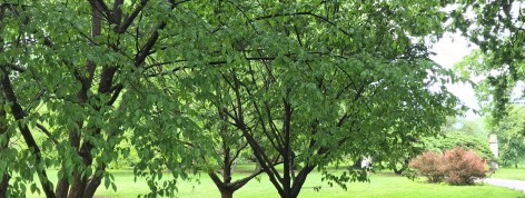 Piper Palm House | Tower Grove Park