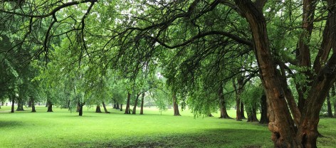 Tuliptree | Tower Grove Park